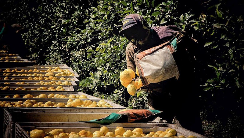 Argentina. Estreno documental: «Cosechando bronca: el limón en Tucumán ...